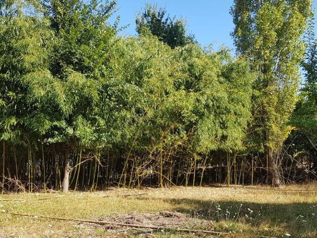 Achat neuf L'Île-Bouchard 37220