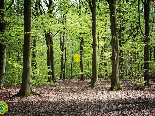 Achat local commercial Saint-Rémy-de-Chaudes-Aigues 15110